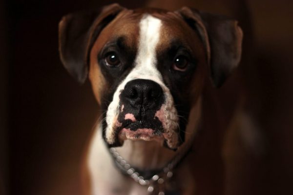 The Boxer Dog. 10 Things You (Probably) Didn't Know - Doggy Denz NZ